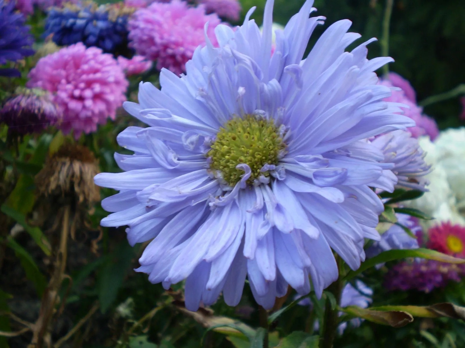 250+ Powder Puff Aster Seeds - Rainbow Mix - Chrysanthemum - Fresh Cut ...