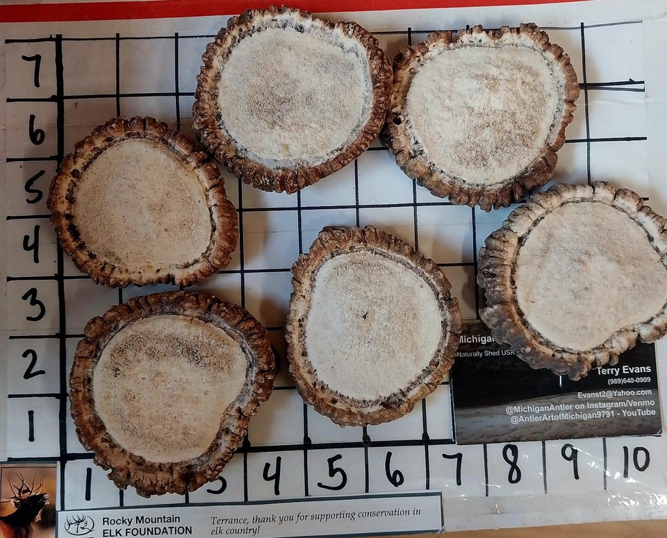 1 BROWN #1 ELK ANTLER CROWNS ROSETTES BURR NATIVE CRAFTS 3 to 3.5 Inch ...