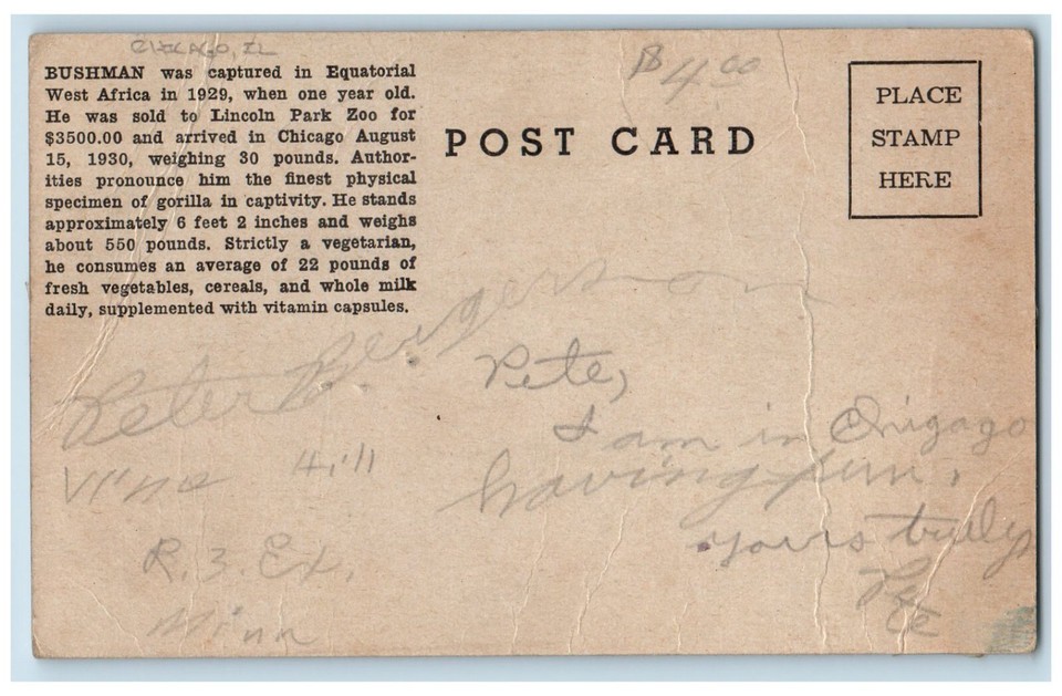 Chicago Illinois IL Postcard Bushman Gorilla Was Captured Equatorial ...