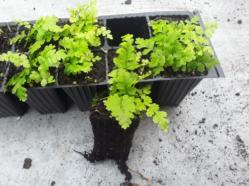 3 Dryopteris filix-mas (Male fern, DFM) seedling plug plants | eBay UK