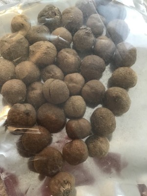 Teak tree Tectona Grandis seeds 5 count, 5 Semillas de árbol de Teca ...