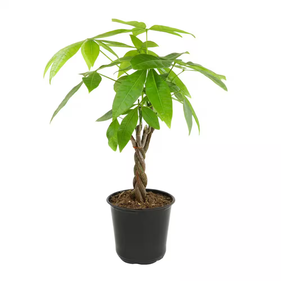 Money Tree 4 In. Live House Plant (PACHIRA) Single Plant in Grower Pot ...