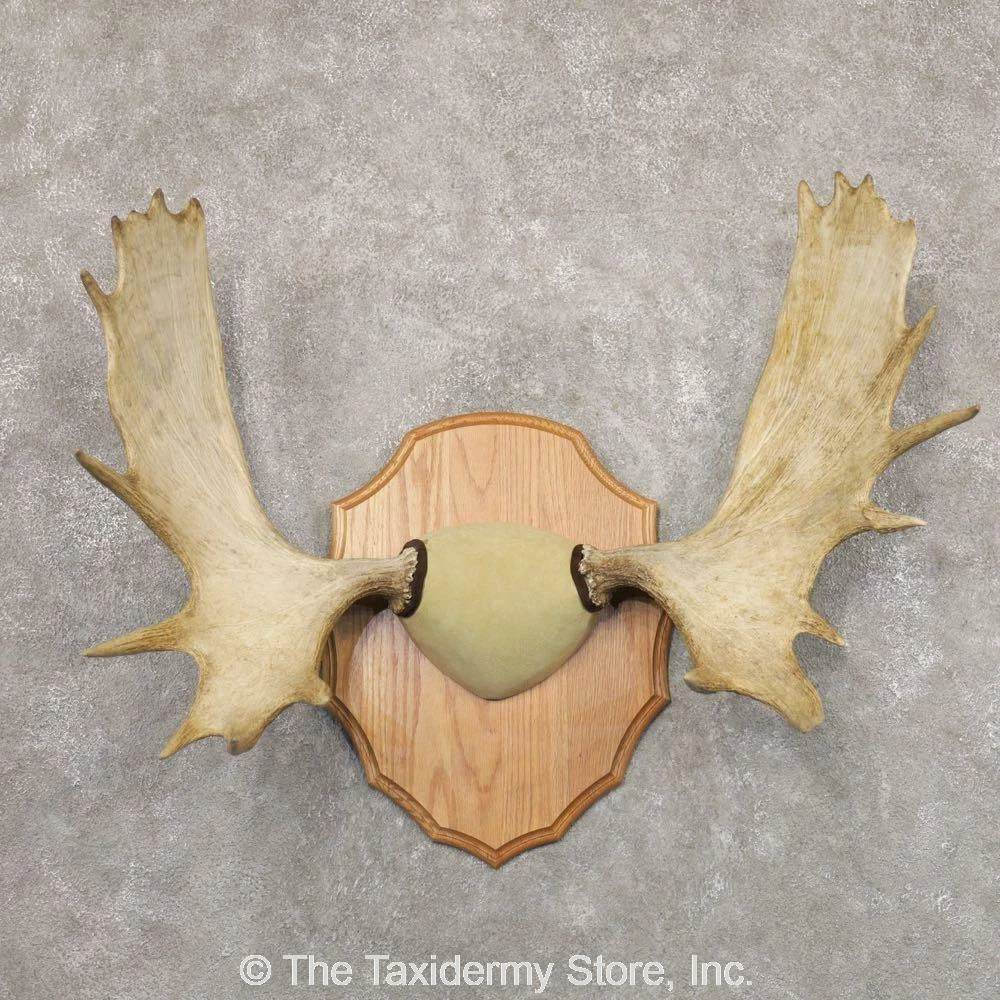 Moose Antlers Decor