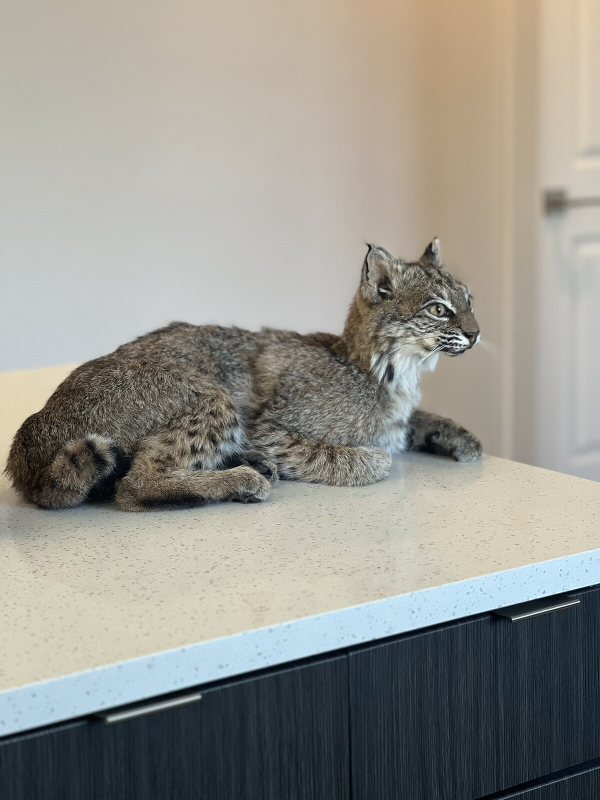 beautiful Juvenile real bobcat taxidermy mount museum quality | eBay