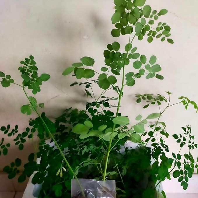 Moringa Oleifera Plants - 2 Malunggay Plant for Growing 5-10" Tall in ...