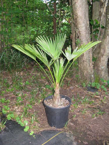 One Gallon Waggie Palm Trachycarpus wagnerianus | eBay