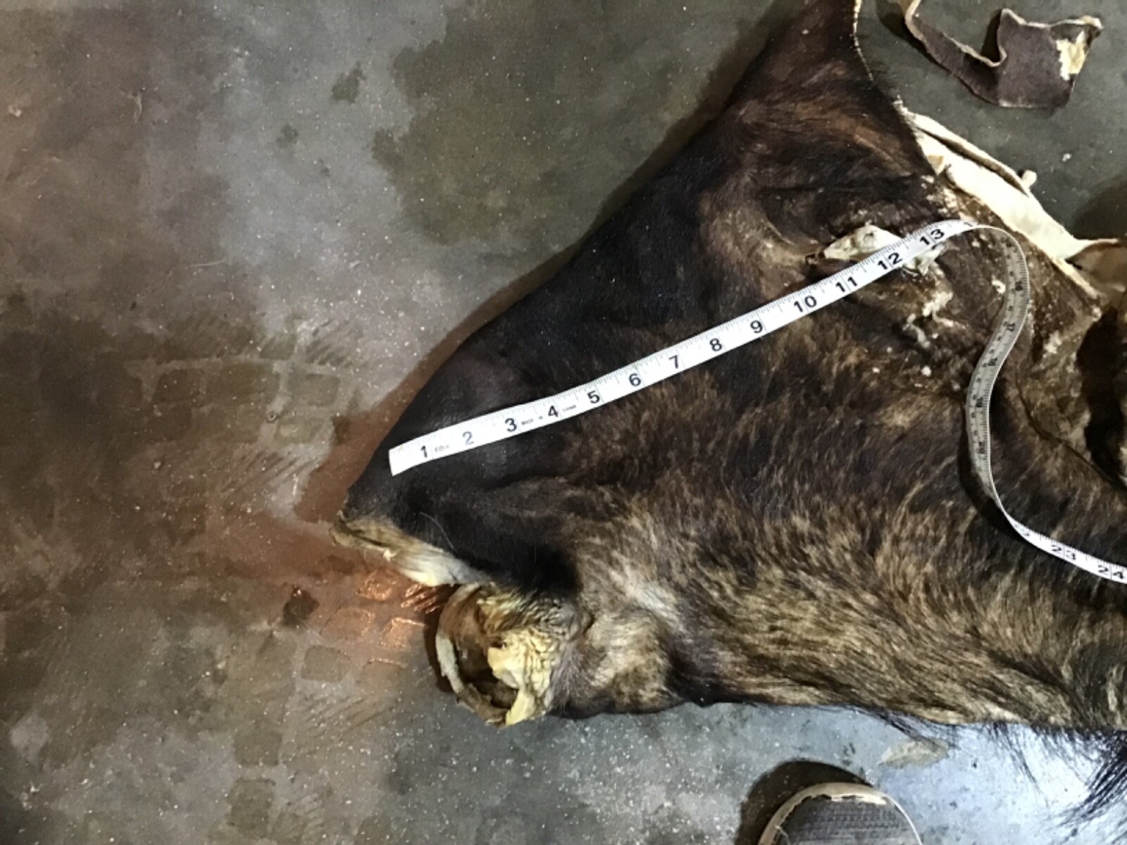 Cape buffalo African hide cape tanned taxidermy mount | eBay