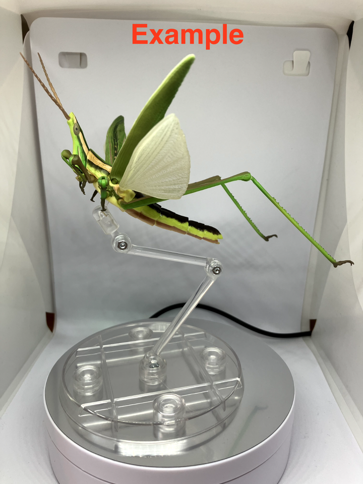 The Diversity of Life on Earth Mantis & Grasshopper w/ Wings & Stand ...