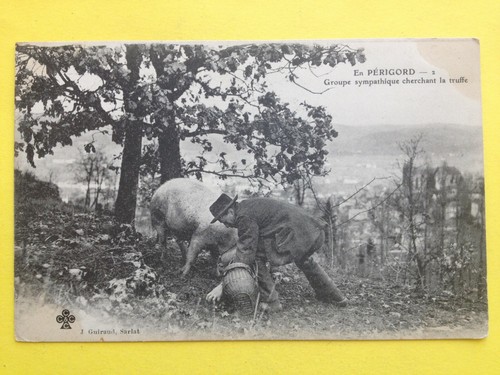 cpa FRANCE en Périgord COCHON PORC Cherchant la TRUFFE Pig Truffle nose ...