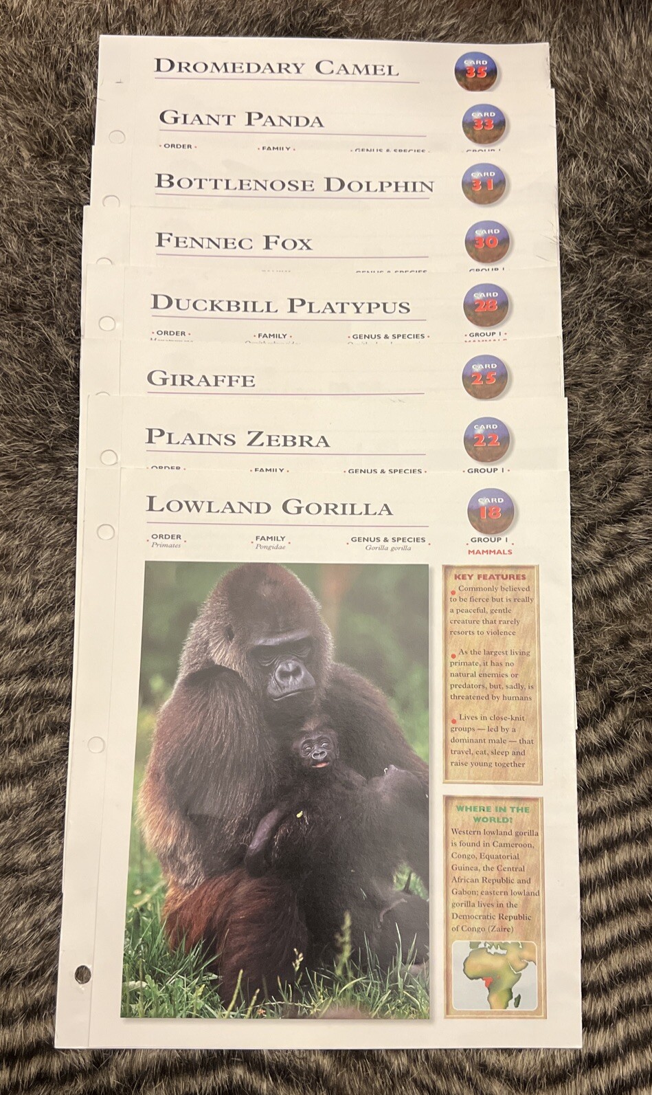 Set Of 8 - 1998 Wildlife Explorer Fold-out Binder Cards Group 1 Mammals ...