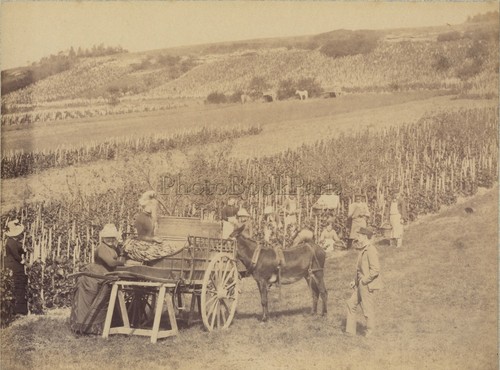 France Rural Life Agriculture Vintage Harvest Photo Albumen Circa 1890 ...