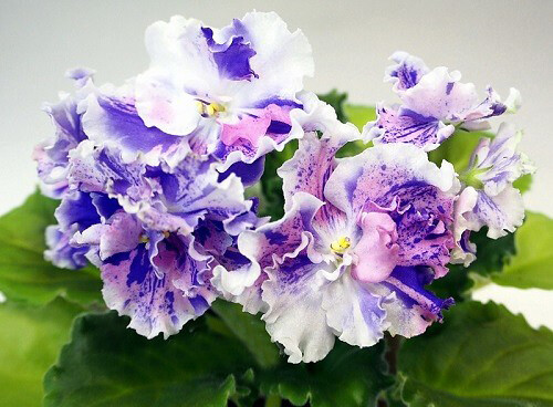 African Violet Saintpaulia fresh cut LEAVES to Choose VAT Girls night ...