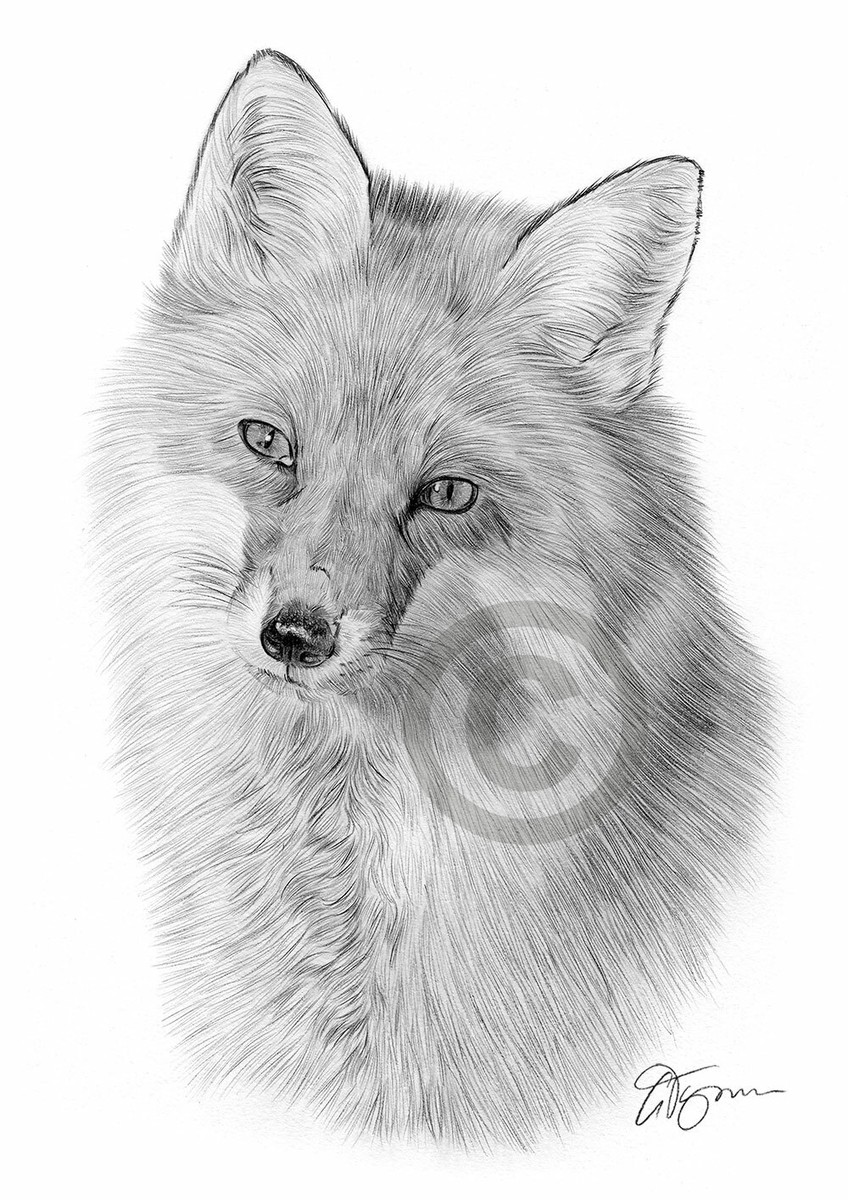 Red Fox Pencil Drawing