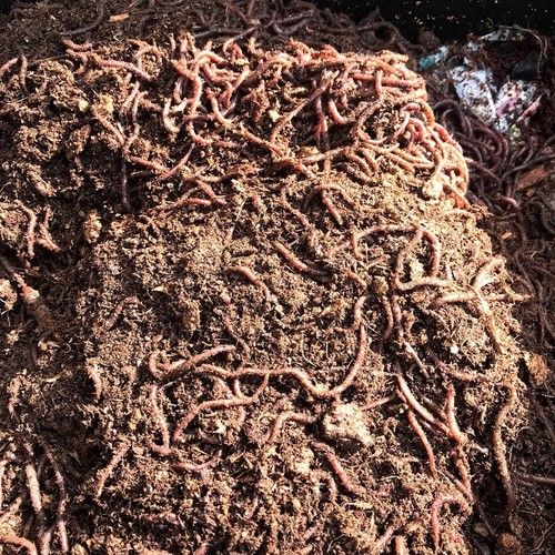 2000 Red Wiggler Worms for Organic Gardening Vermicomposting Vermi | eBay