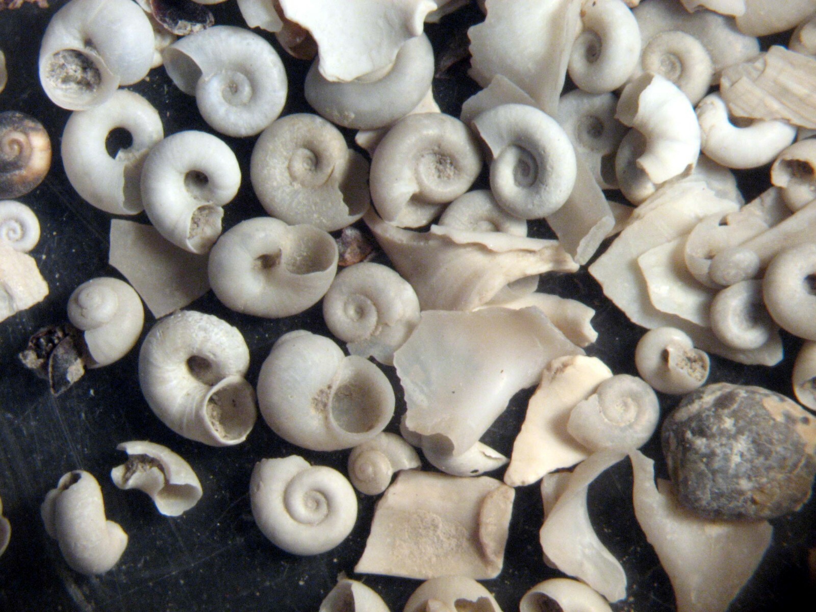 Holocene Ant Hill gastropod snail microfossil matrix unusual stuff Utah ...