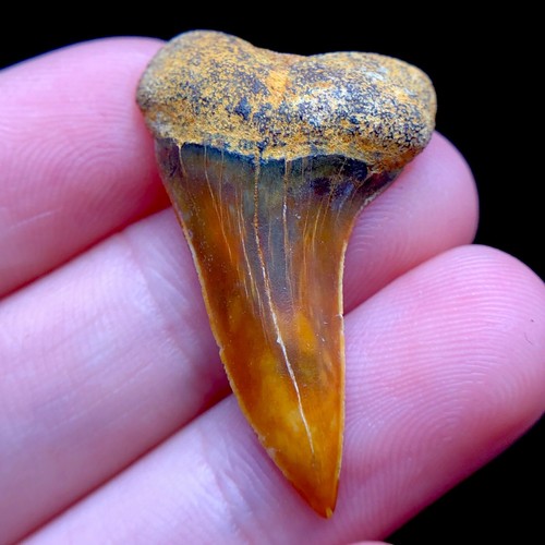 Bright Orange Bakersfield Planus Fossil Mako Shark Tooth Hill Great ...