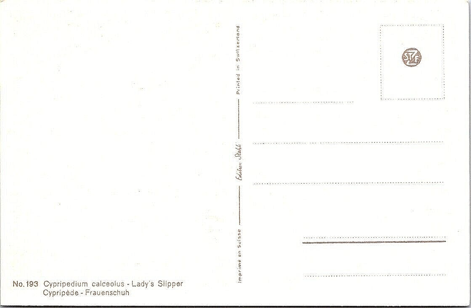 Vintage Art Postcard~Lady's Slipper~Stehi~Switzerland Made~c1950 | eBay