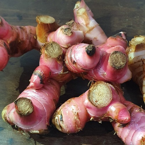 Fresh Red Galangal ~ Pinia Purpurata K Schum ~ Laos ~ Lengkuas ~ For ...