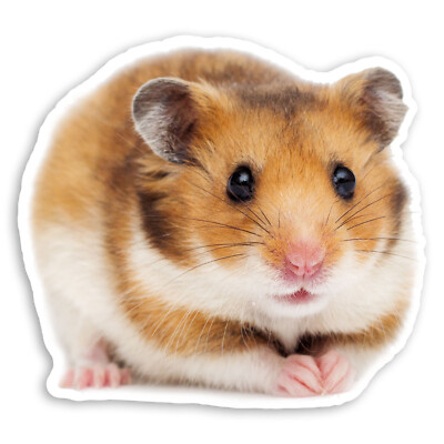 2 x 10cm Cute Hamster Vinyl Stickers - Pet Animal Rodent Laptop Sticker ...