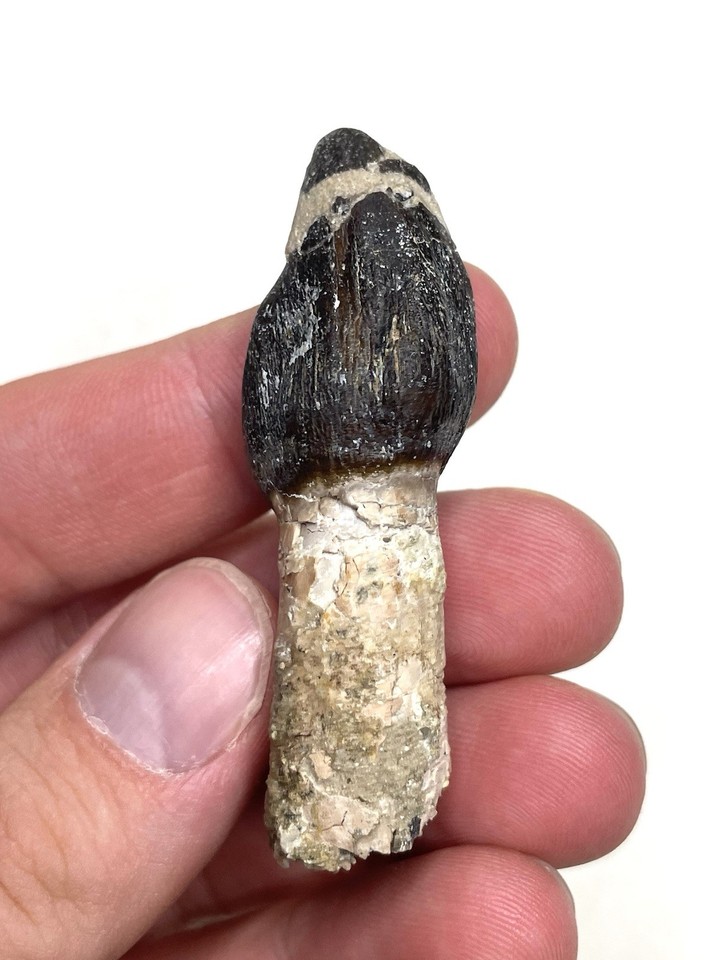 2.31” Rooted Narindasaurus Sauropod Dinosaur Tooth - Isalo IIIb Fm ...