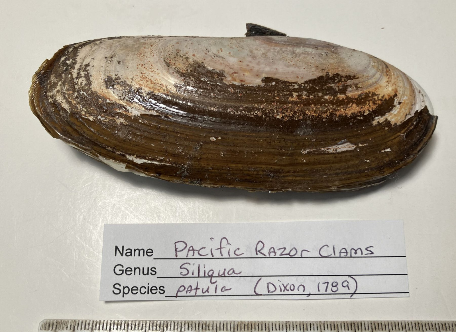 Siliqua patula. Pacific Razor Clam. Collected in Southeast Alaska. good ...