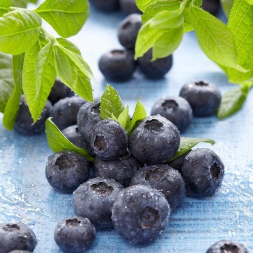 Blueberry Sunshine Blue Evergreen Bush edible soft fruit Rubus berry ...