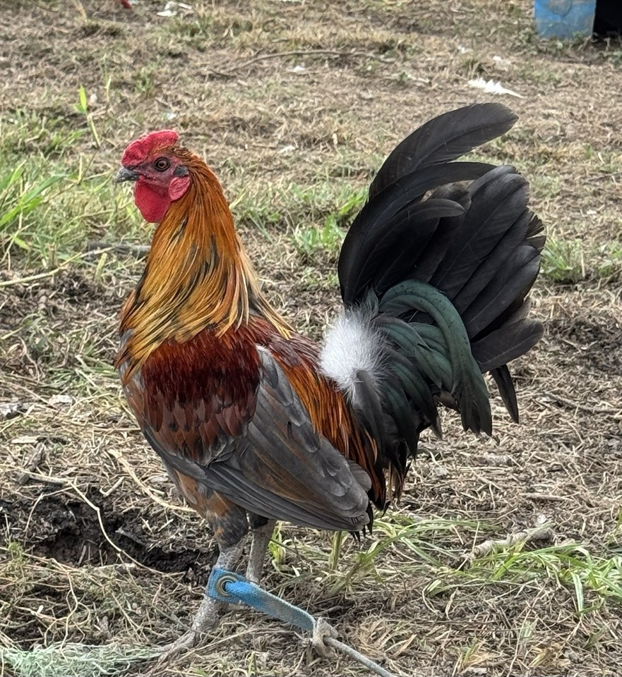 Blue Kelso Chicken Hatching Egg | eBay