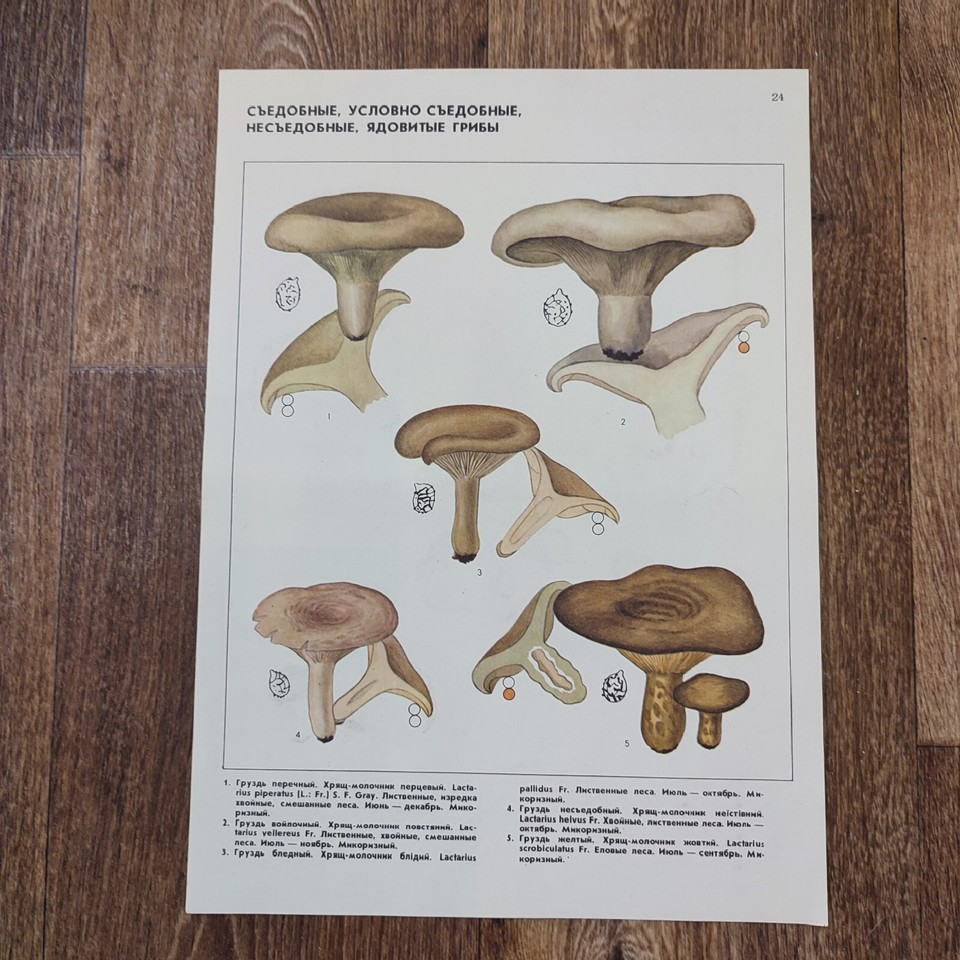 MUSHROOMS ORIGINAL VINTAGE BIOLOGY POSTER EDUCATION ART ODDITIES ...
