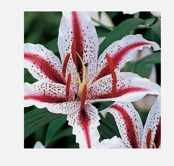 1 - ORIENTAL LILY DIZZY Flower Bulbs - Staffs Favorite | eBay