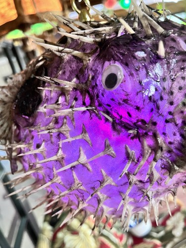 NEW 17”/18” Real Puffer Fish Lamp w/CC Led Tiki bar Smokin Tikis ...