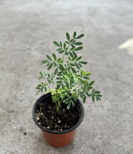 Common Rue Plant With Pot 8” Ruda Ruta Graveolens Live Plant | eBay