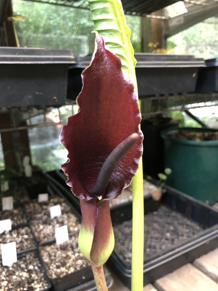 TYPHONIUM (SAUROMATUM) GIGANTEUM Bulb, Giant Voodoo Lily ...