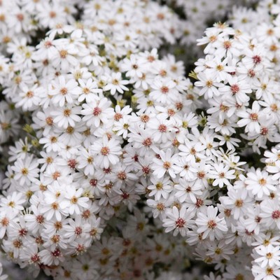Olearia phlogopappa Spring Bling - Daisy Bush | Evergreen Potted Garden ...