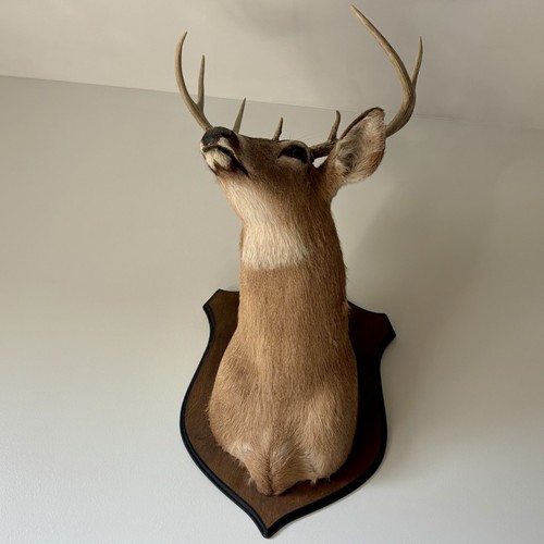 NICE Whitetail Deer Shoulder Mount 8 Point Buck Antlers Taxidermy Man ...