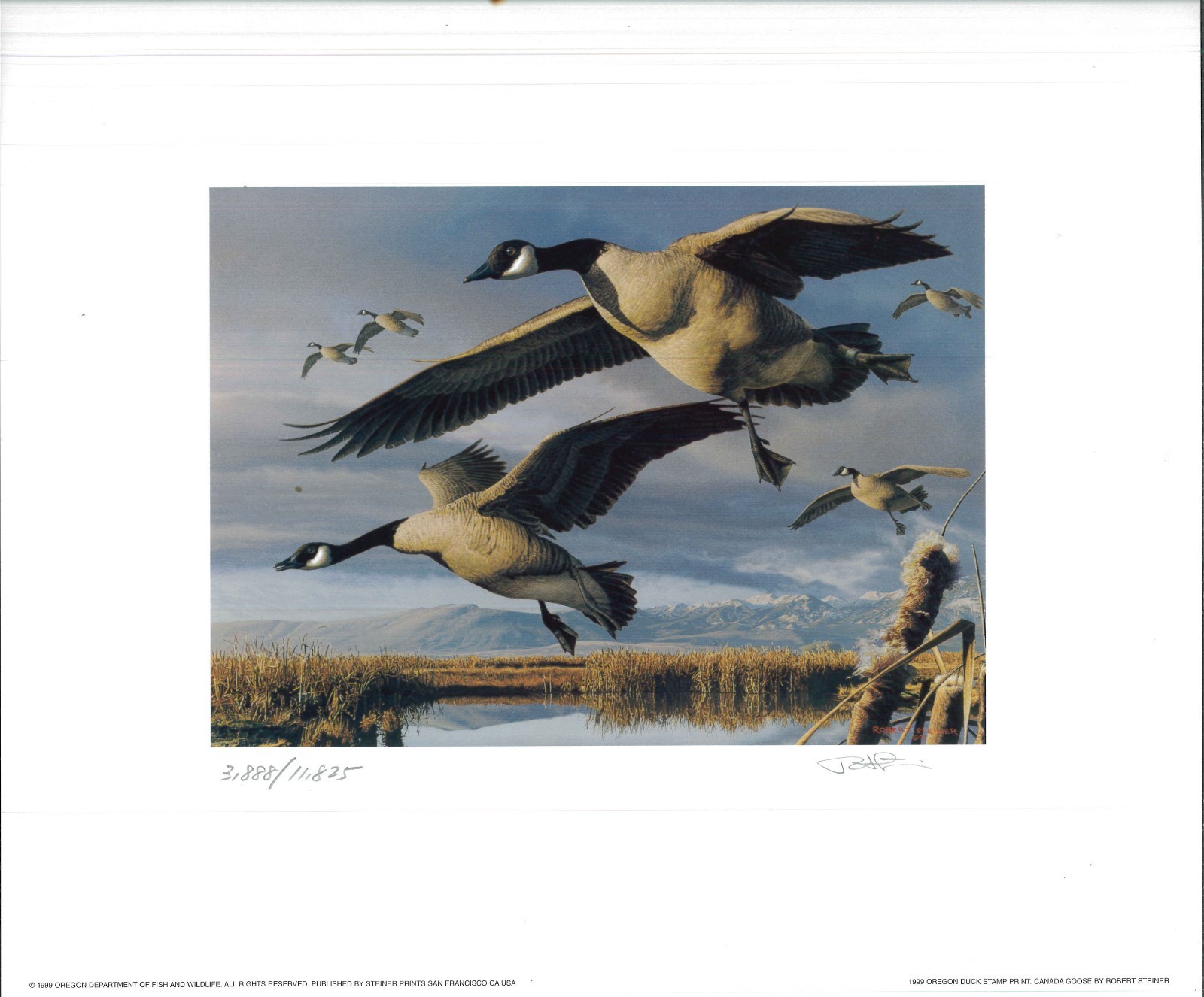 OREGON #16 1999 STATE DUCK STAMP PRINT Reg Ed + 2 stamps by Robert ...