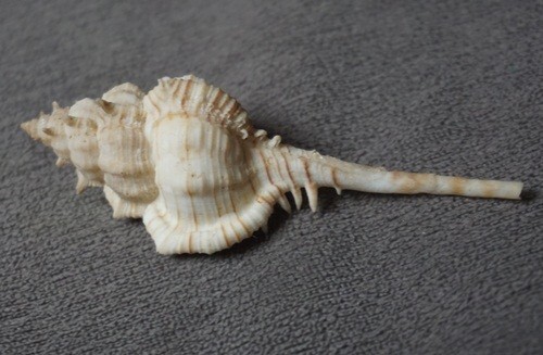 Murex rectirostris 68 mm GEM w/ opercolum collection !!! | eBay