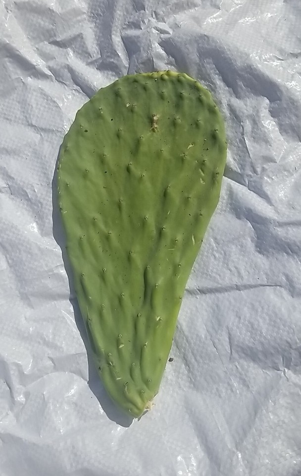 Prickly Pear Cactus 1 Large Pads Spineless OPUNTIA CACANAPA 11'x6' | eBay