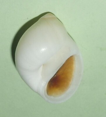 Polinices tumidus - NATICIDAE - Philippines Seashell - 30.5mm - F++ ...