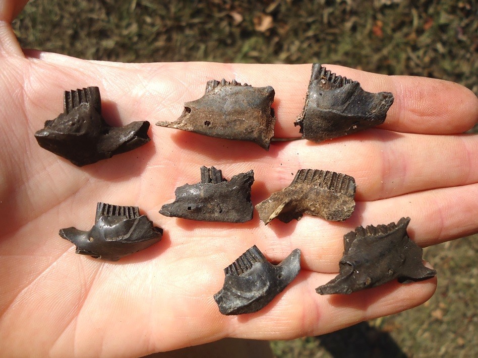 8 RODENT & RABBIT JAWS w/ TEETH FLORIDA FOSSILS ICE AGE EXTINCT TOOTH ...