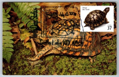 #3818 Ornate Box Turtle Maxi Card w/Pictorial Turtle Cancel | eBay
