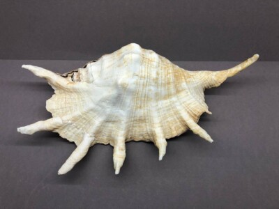 Lambis truncata 34 cm Giant, Sea Shell, gem, Strombidae, Collection ...