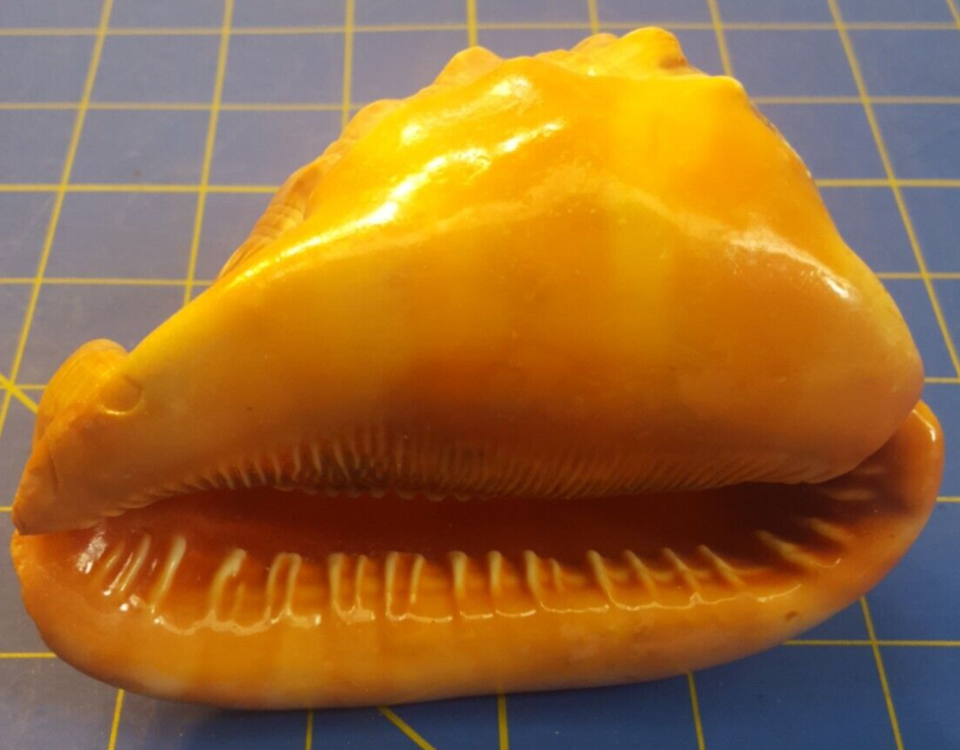 HORNED HELMET BULL MOUTH CONCH TIGER STRIPED SHELL SEASHELL | eBay