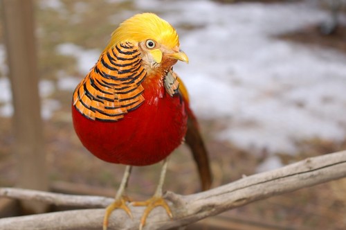 5+ Pure Red Golden Pheasant Hatching Eggs -Now Shipping 10A | eBay
