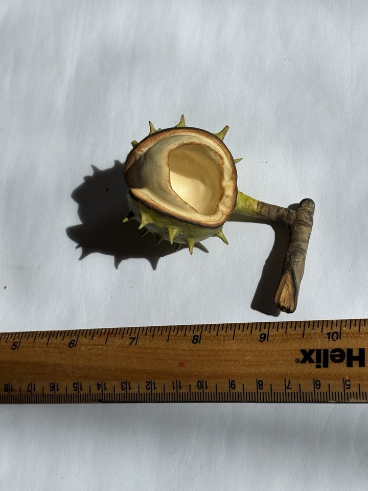 Penkridge Ceramic Conker Shell | eBay UK