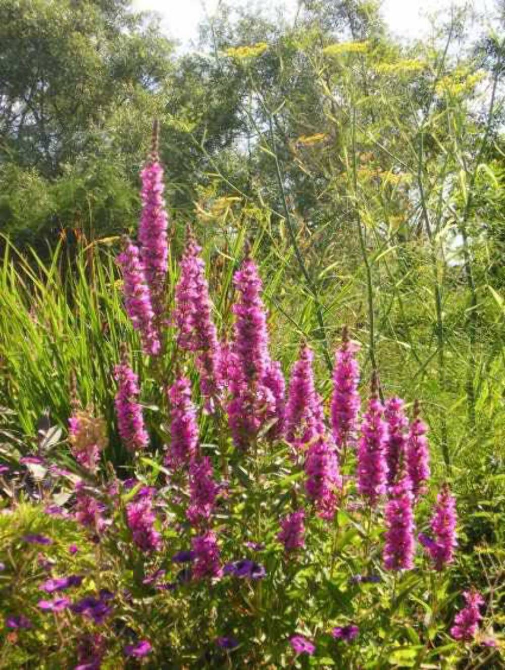 1000 PINK WINGED LOOSESTRIFE Lythrum Alatum Flower Seeds | eBay