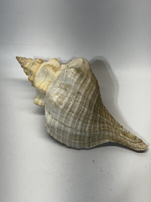 Florida Horse Seashell Giant 11” Conch Horn | eBay