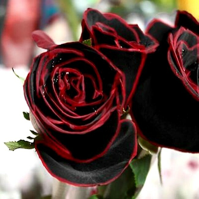 Black Blood Rose