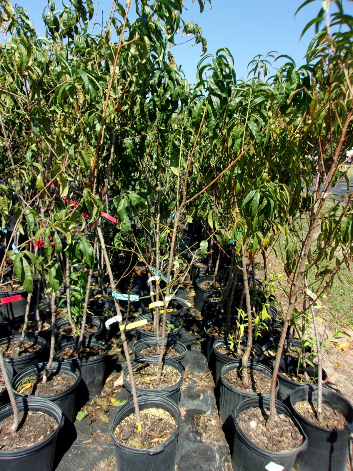 NECTAR PEACH 4-6 FT TREE PLANT SWEET JUICY PEACHES FRUIT TREES PLANTS ...