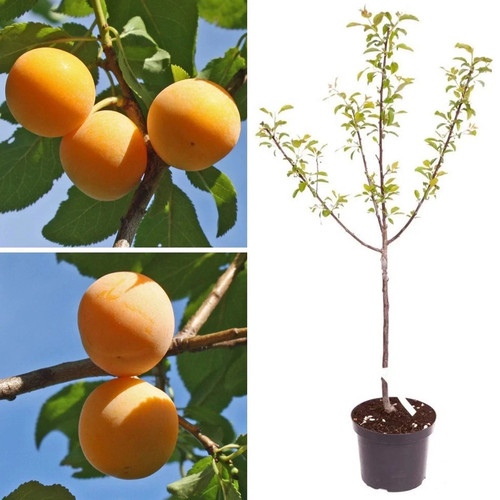 Dwarf Patio Plum 'Mirabelle de Nancy' Tree, Self-fertile Incredibly ...