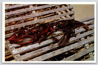 Massachusetts Cape Cod Famous Lobsters Vintage Postcard | eBay